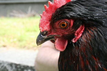 Bio: Bossy Chicken | Business Chicken